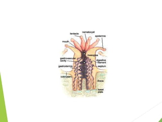 Biology of corals.pptx