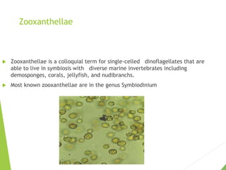 Biology of corals.pptx