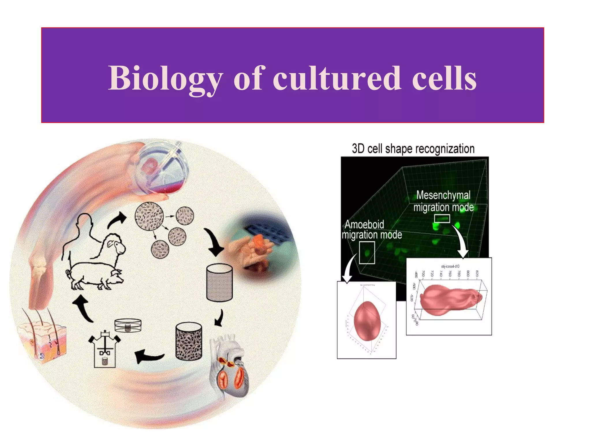 Biology of cultured cells | PPT