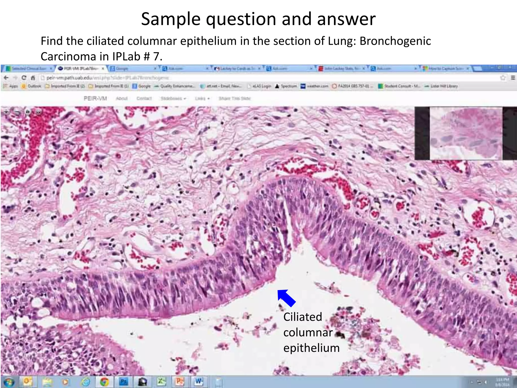 Histology Exam | PPTX