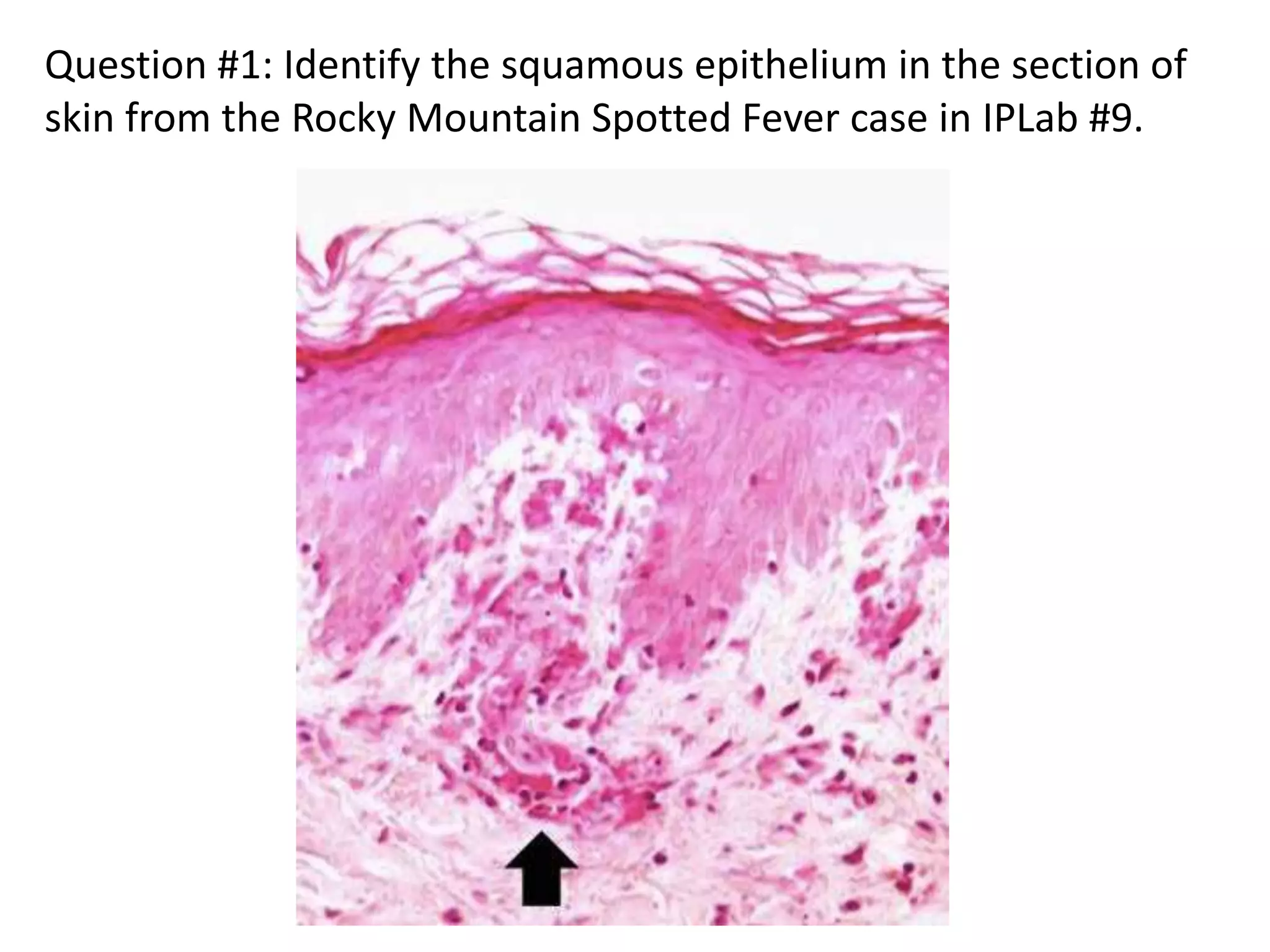 Histology Exam | PPTX