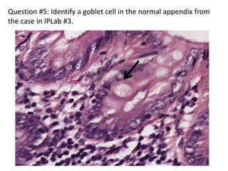 Histology Exam | PPTX
