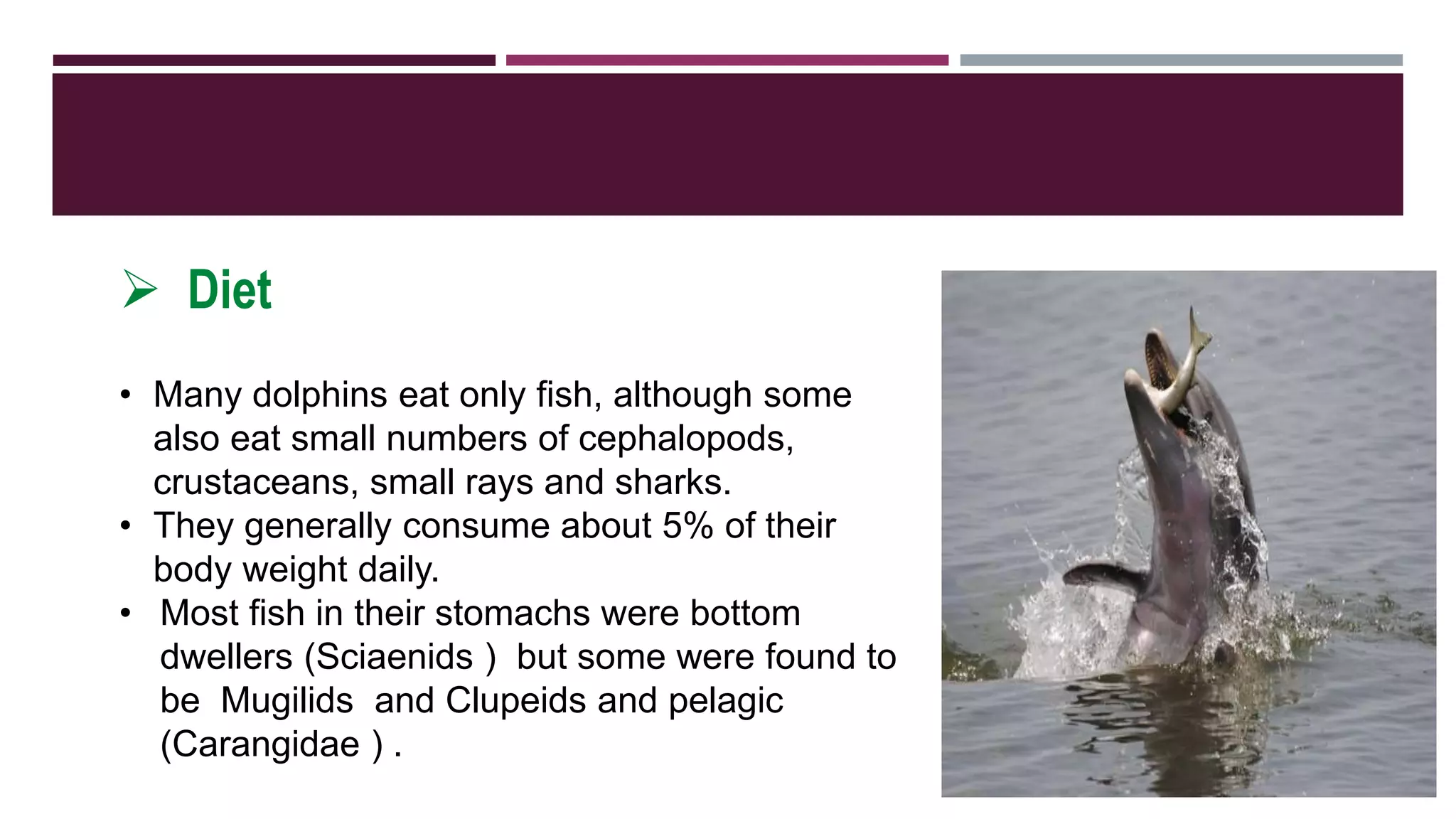 Biology of dolphins pptx | PPTX