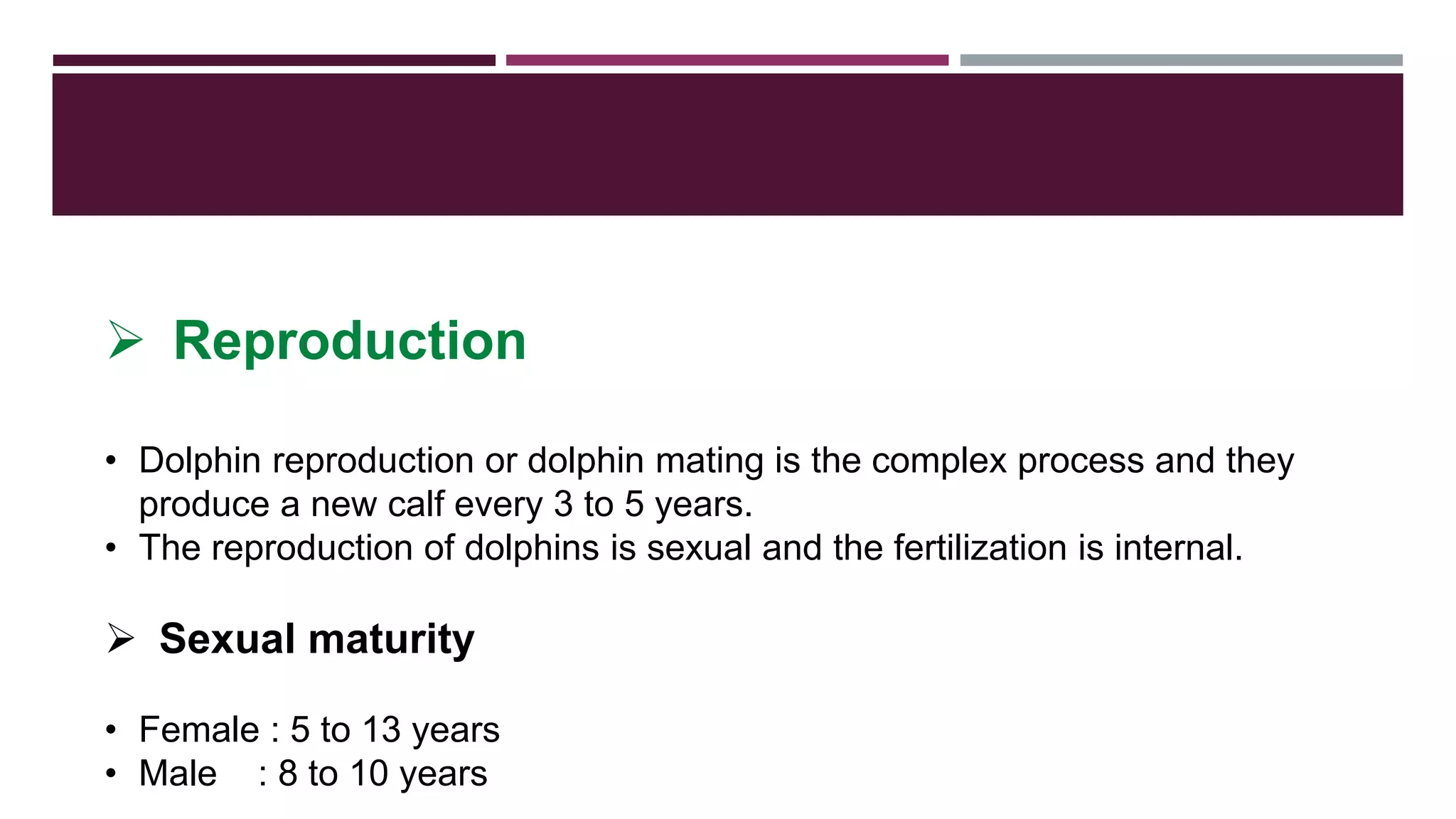 Biology of dolphins pptx | PPTX