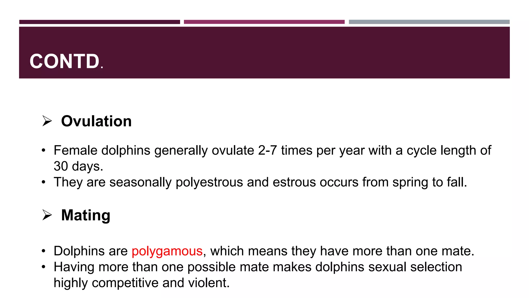 Biology of dolphins pptx | PPTX
