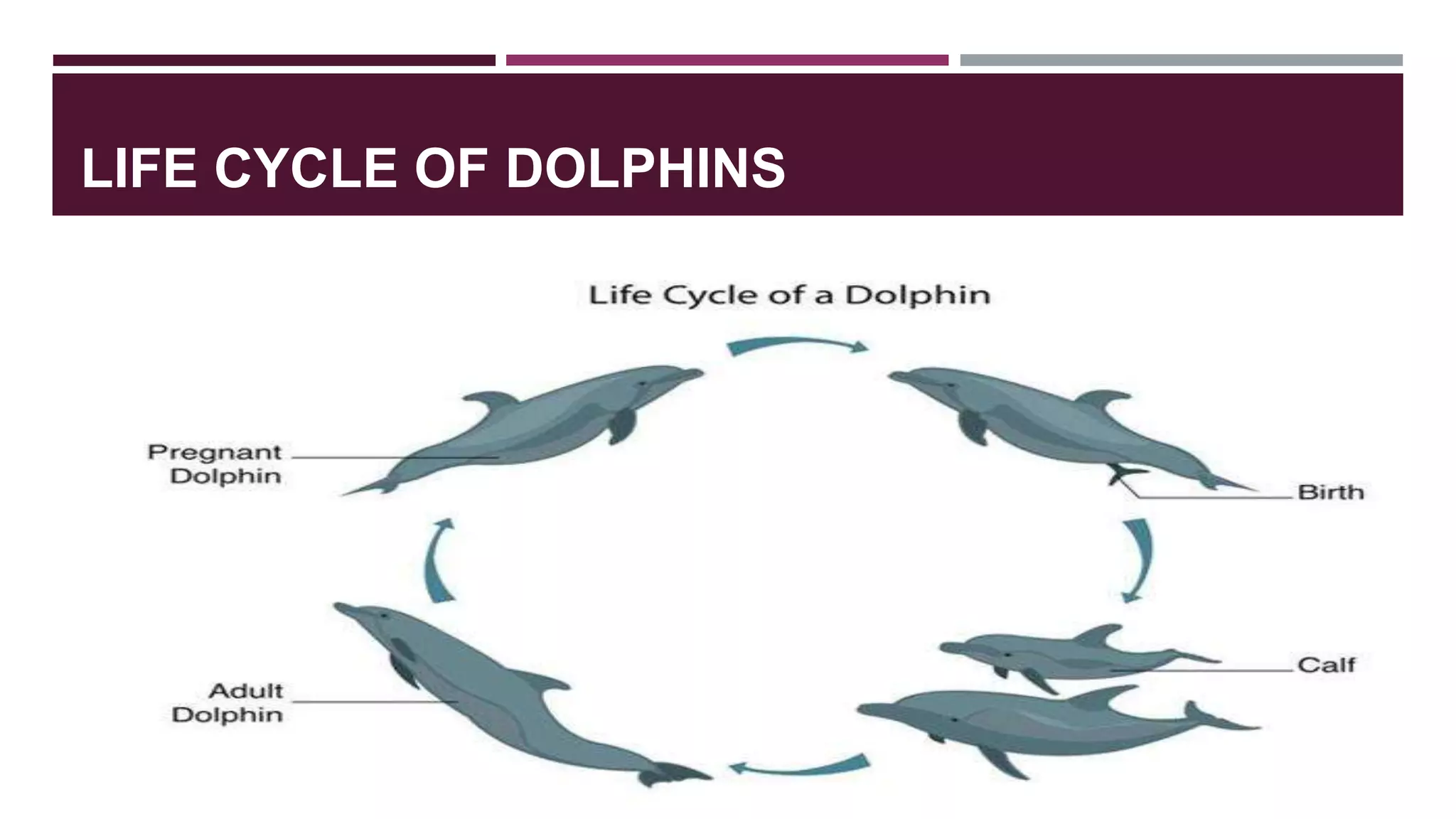 Biology of dolphins pptx | PPTX