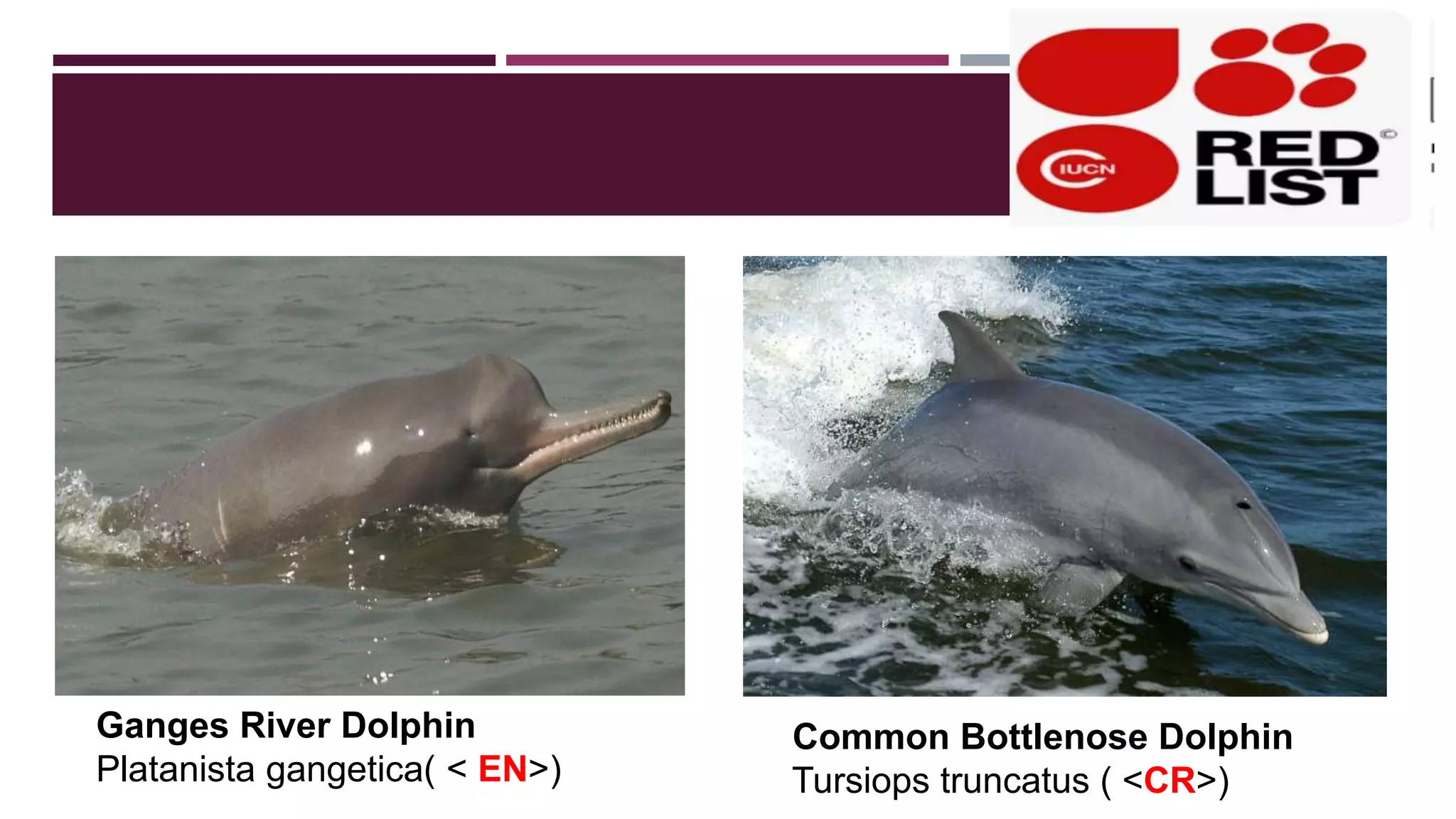 Biology of dolphins pptx | PPTX
