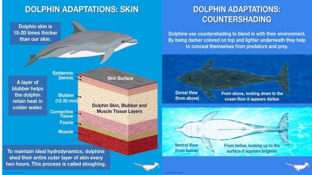 Biology of dolphins pptx | PPTX