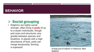 Biology of dolphins pptx | PPTX