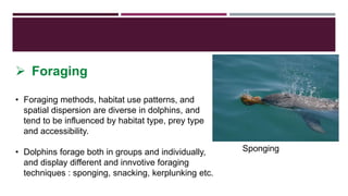 Biology of dolphins pptx | PPTX