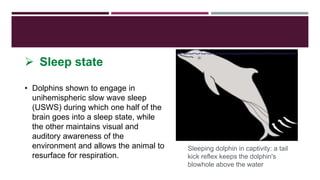 Biology of dolphins pptx | PPTX