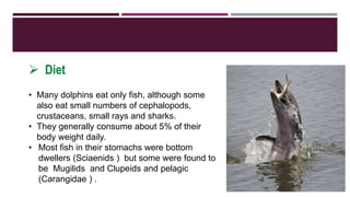 Biology of dolphins pptx | PPTX