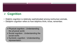 Biology of dolphins pptx | PPTX