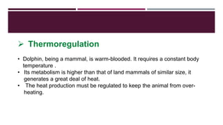 Biology of dolphins pptx | PPTX