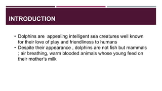Biology of dolphins pptx | PPTX