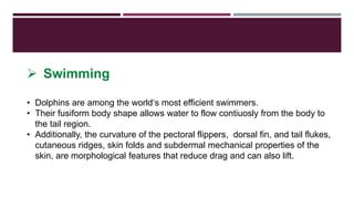 Biology of dolphins pptx | PPTX