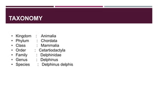 Biology of dolphins pptx | PPTX