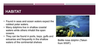 Biology of dolphins pptx | PPTX