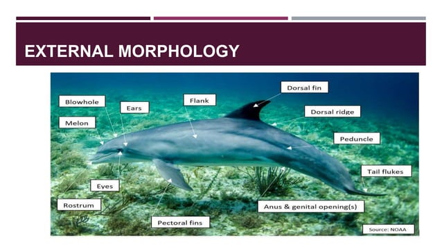 Biology of dolphins pptx | PPTX