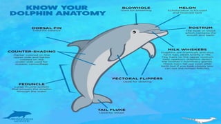 Biology of dolphins pptx | PPTX