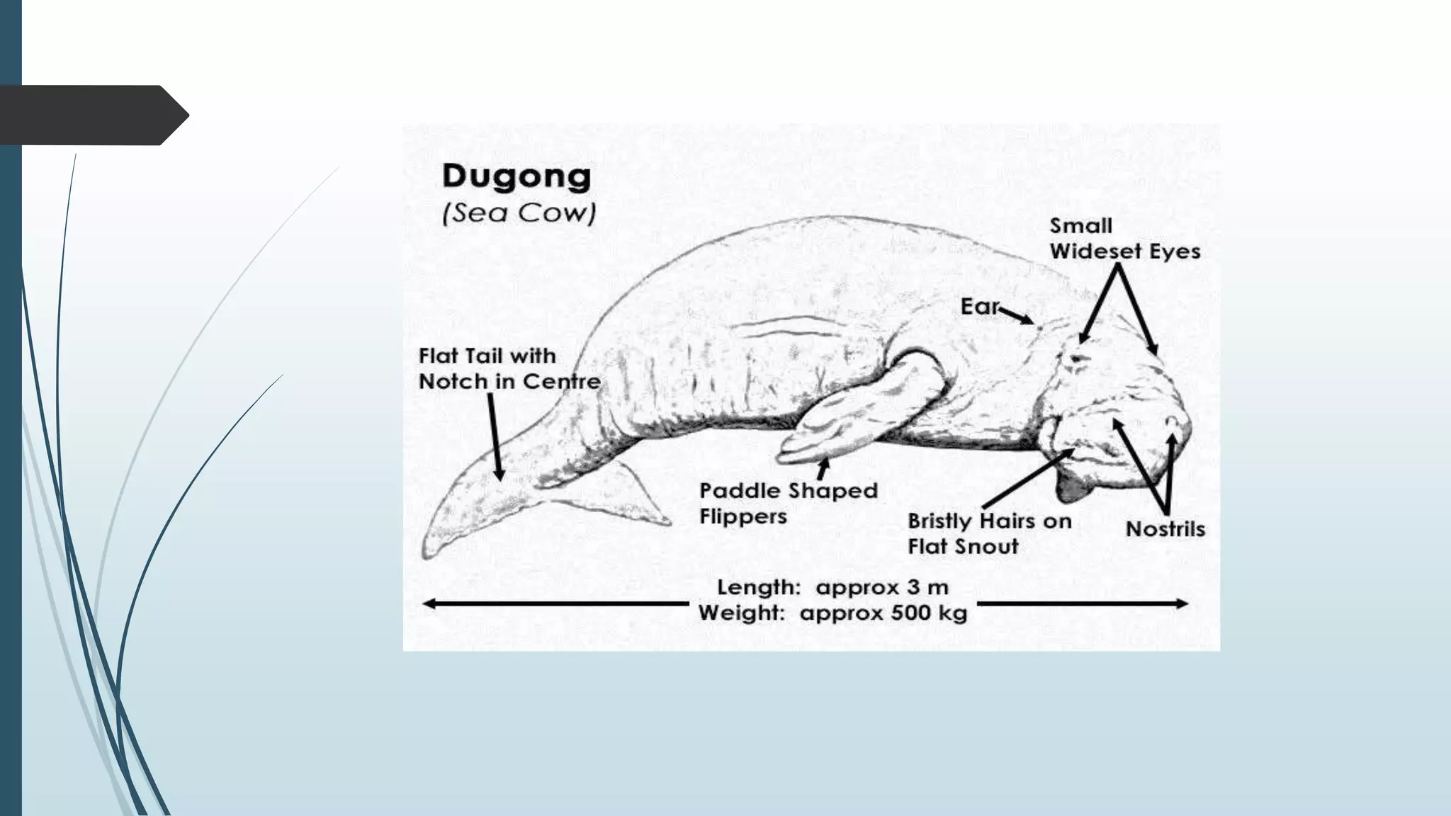 BIOLOGY OF DUGONG.pptx | Zoos & Aquariums | Attractions