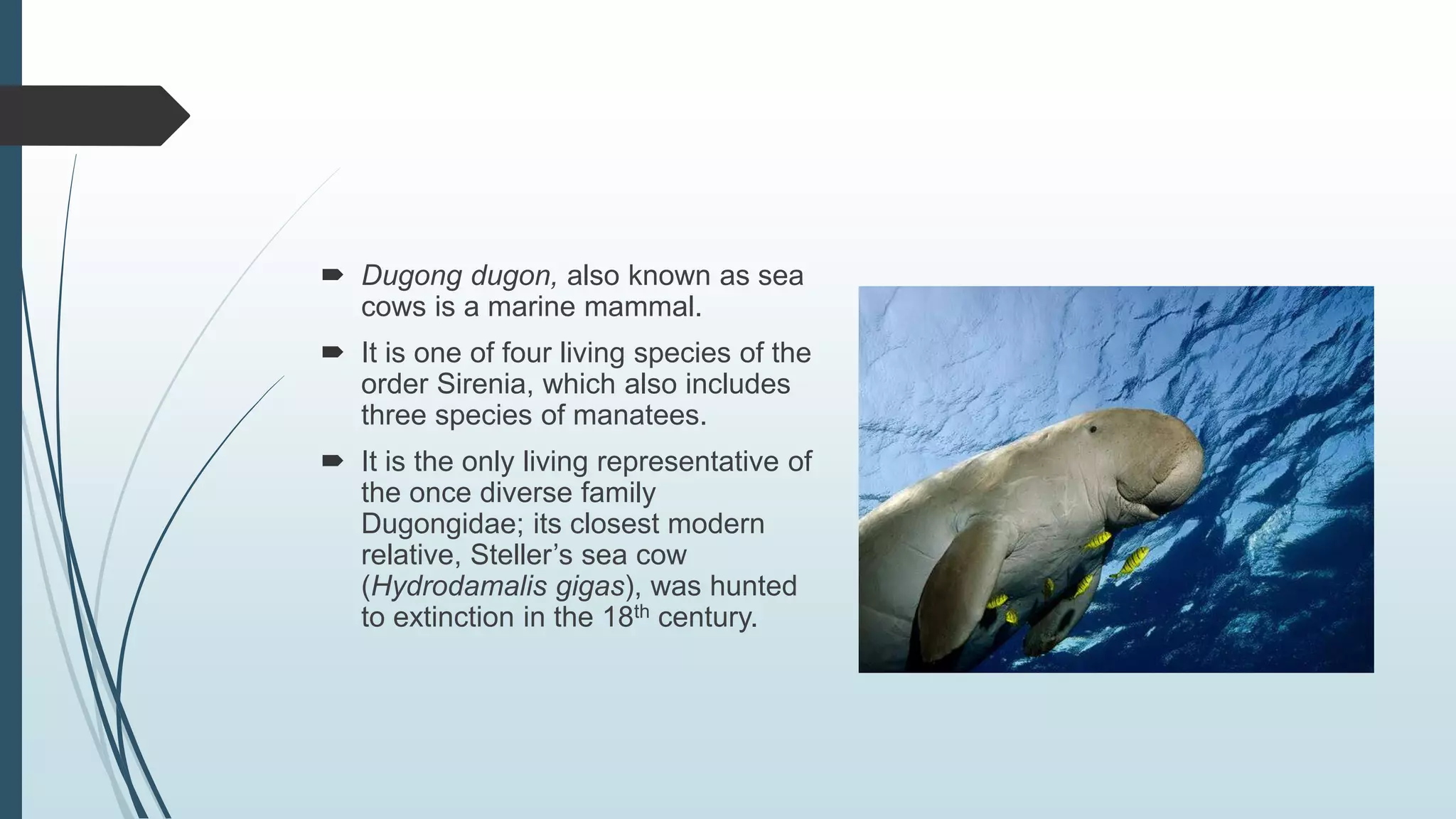 BIOLOGY OF DUGONG.pptx