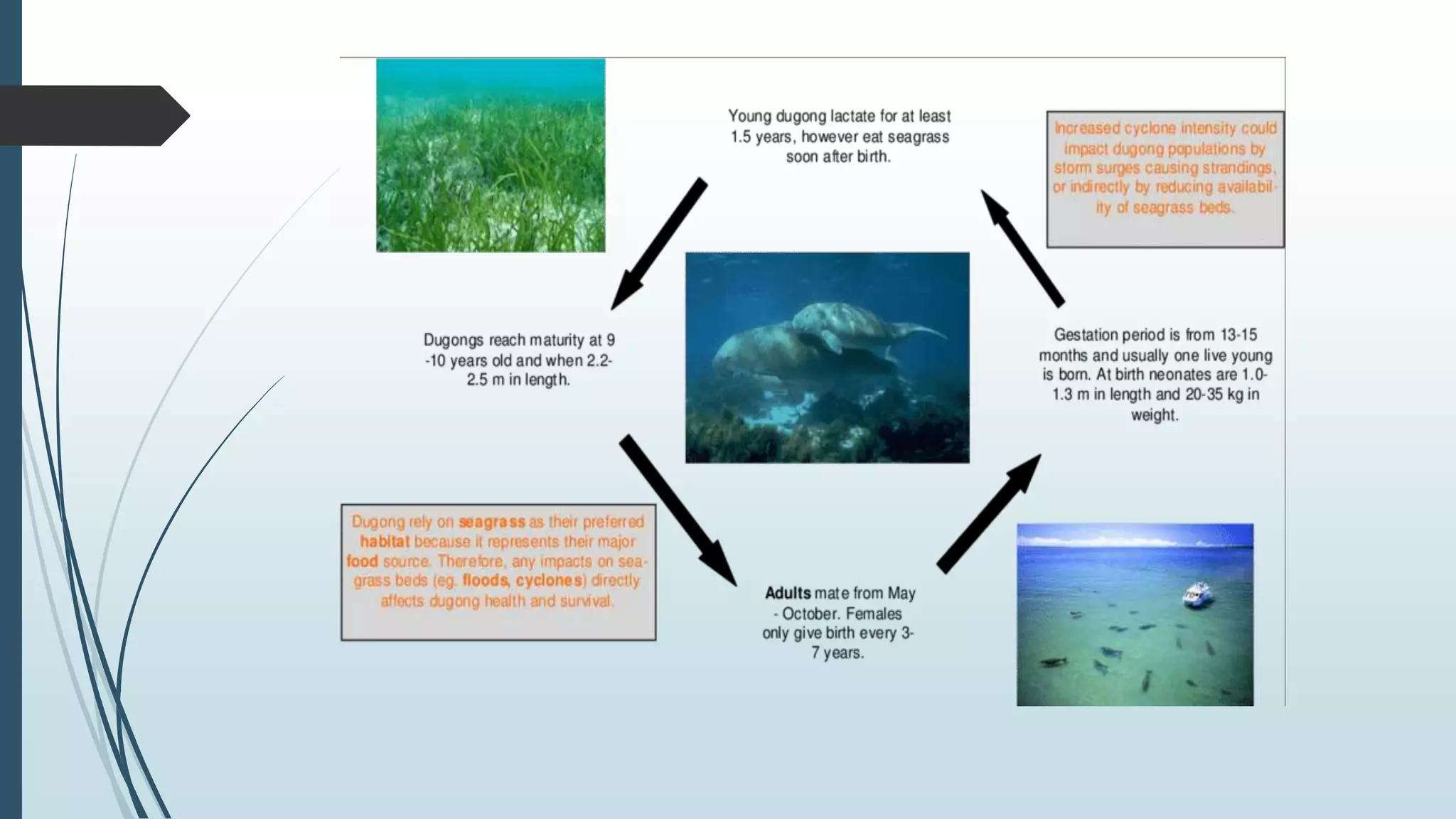 BIOLOGY OF DUGONG.pptx