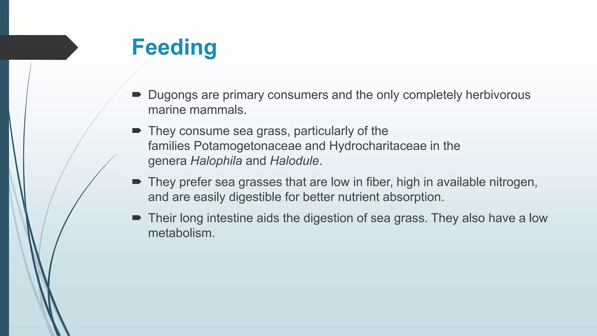 BIOLOGY OF DUGONG.pptx