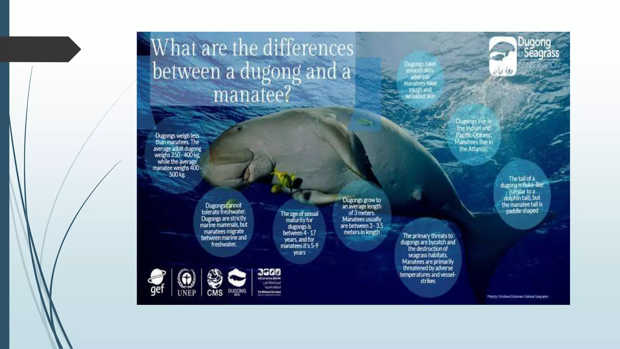 BIOLOGY OF DUGONG.pptx