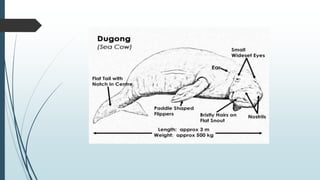 BIOLOGY OF DUGONG.pptx | Zoos & Aquariums | Attractions