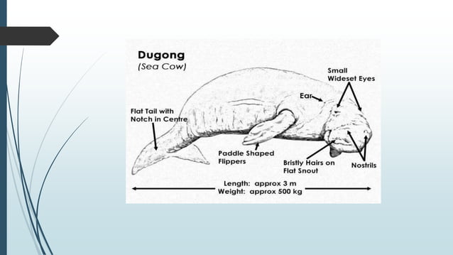BIOLOGY OF DUGONG.pptx | Zoos & Aquariums | Attractions