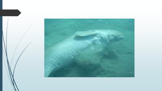 BIOLOGY OF DUGONG.pptx