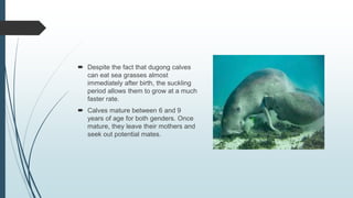 BIOLOGY OF DUGONG.pptx