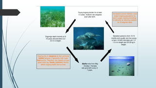 BIOLOGY OF DUGONG.pptx