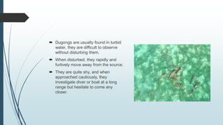 BIOLOGY OF DUGONG.pptx