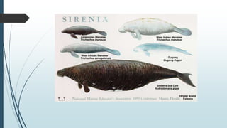 BIOLOGY OF DUGONG.pptx
