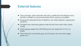 BIOLOGY OF DUGONG.pptx