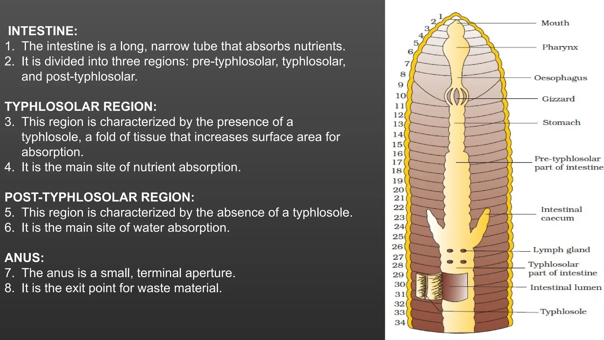 BIOLOGY_OF_Eisenia_fetida[1]-1[1].pptx.. | PPTX