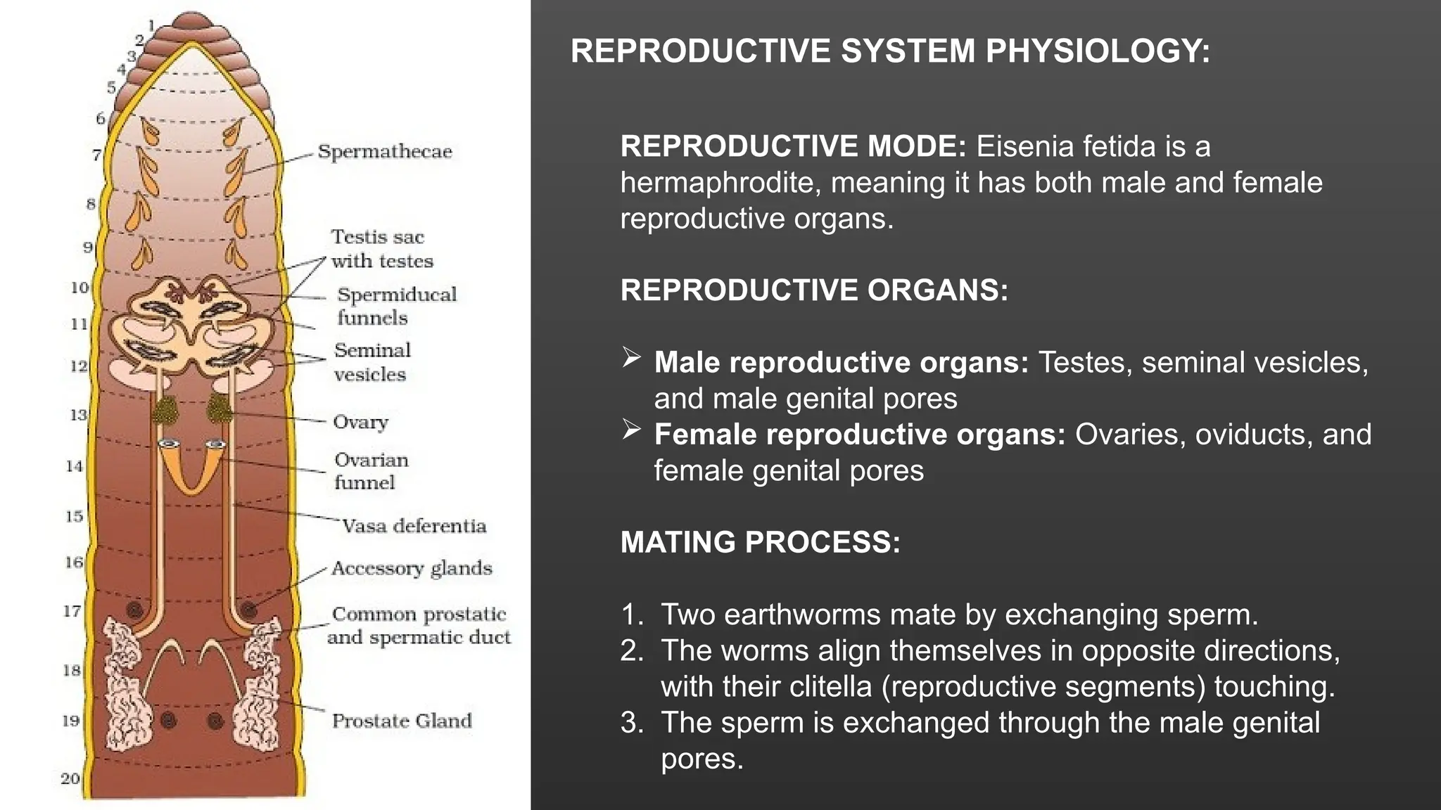 BIOLOGY_OF_Eisenia_fetida[1]-1[1].pptx.. | PPTX