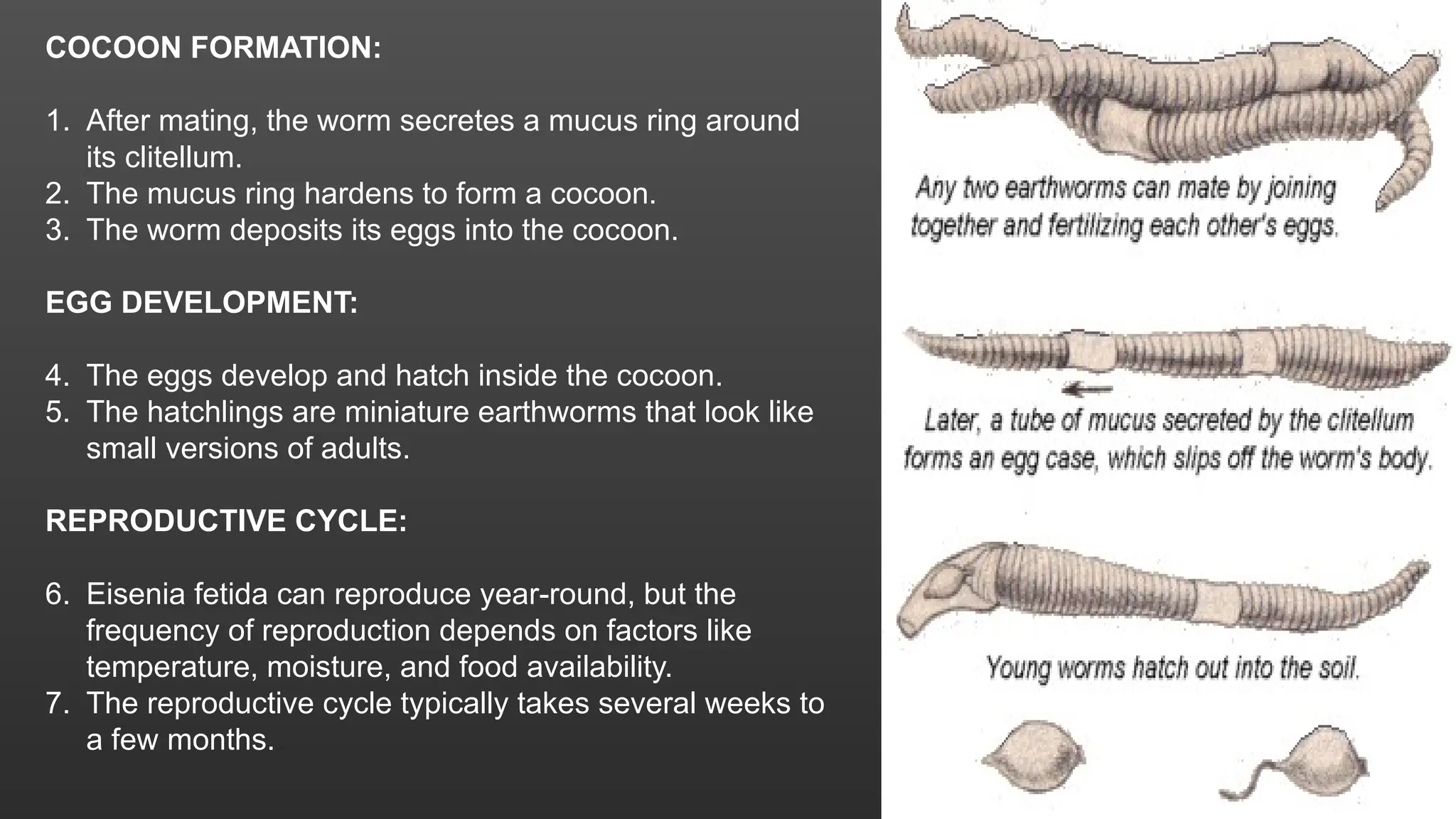 BIOLOGY_OF_Eisenia_fetida[1]-1[1].pptx.. | PPTX