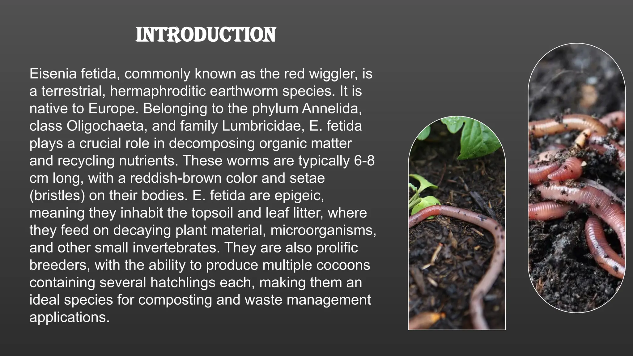 BIOLOGY_OF_Eisenia_fetida[1]-1[1].pptx.. | PPTX
