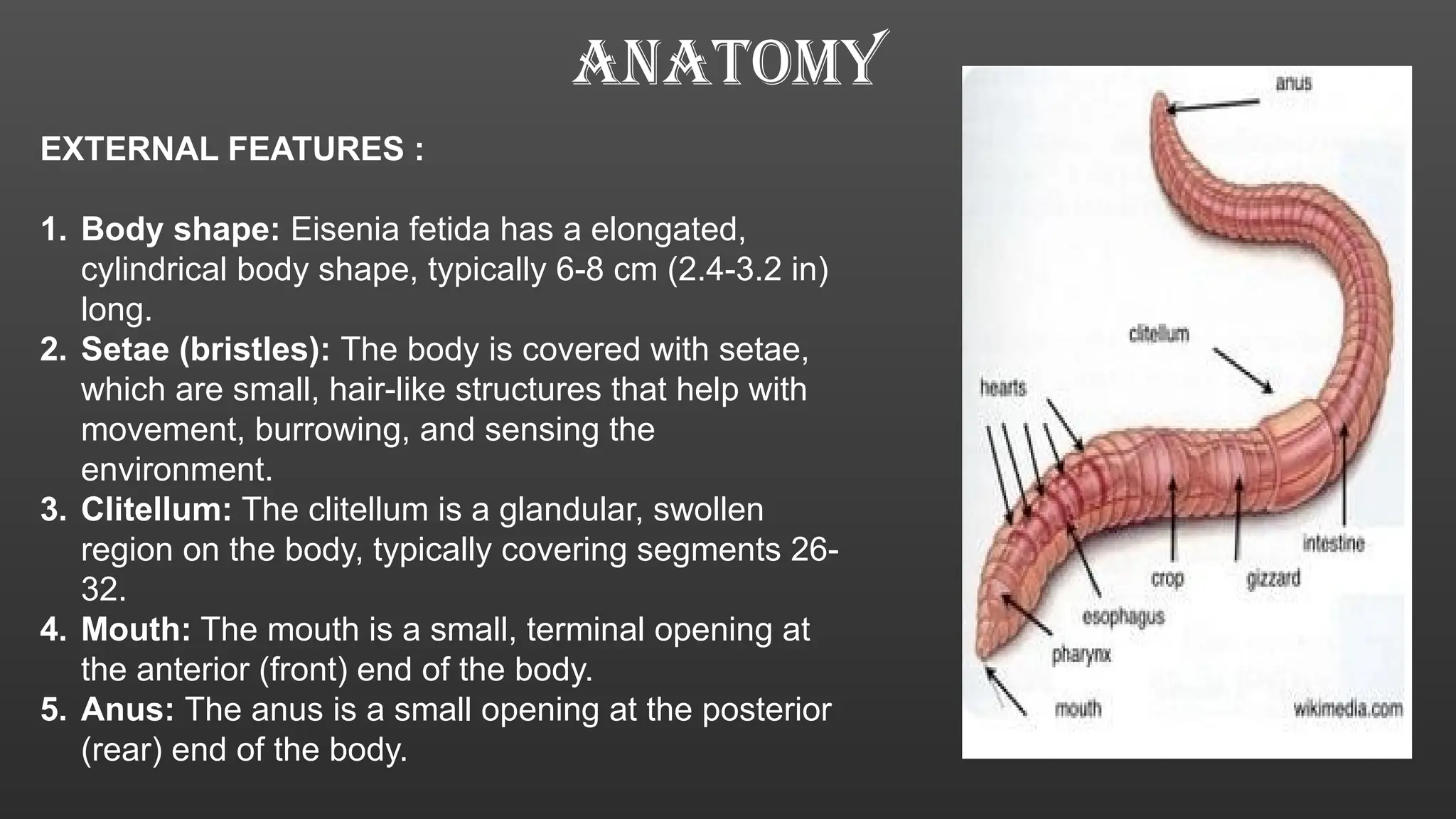 BIOLOGY_OF_Eisenia_fetida[1]-1[1].pptx.. | PPTX