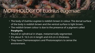 Biology of Eudrilus eugeniae and its limiting factors | PPTX
