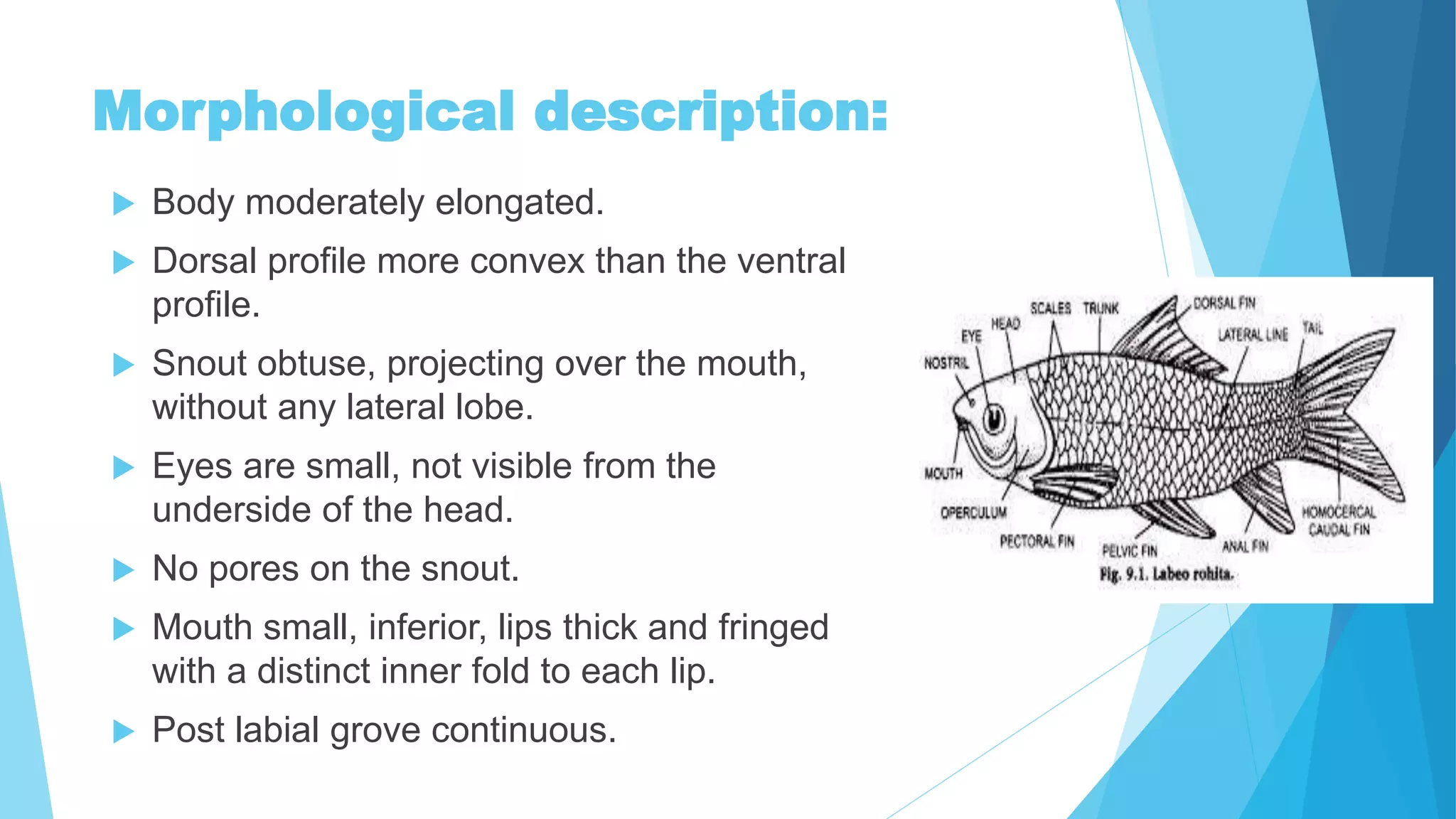 Biology of fin fish (labeo rohita) | PPTX