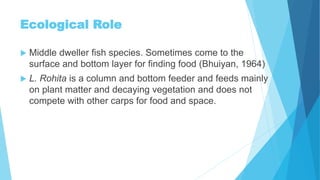 Biology of fin fish (labeo rohita) | PPTX