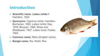 Biology of fin fish (labeo rohita) | PPTX