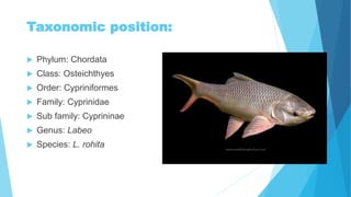 Biology of fin fish (labeo rohita) | PPTX