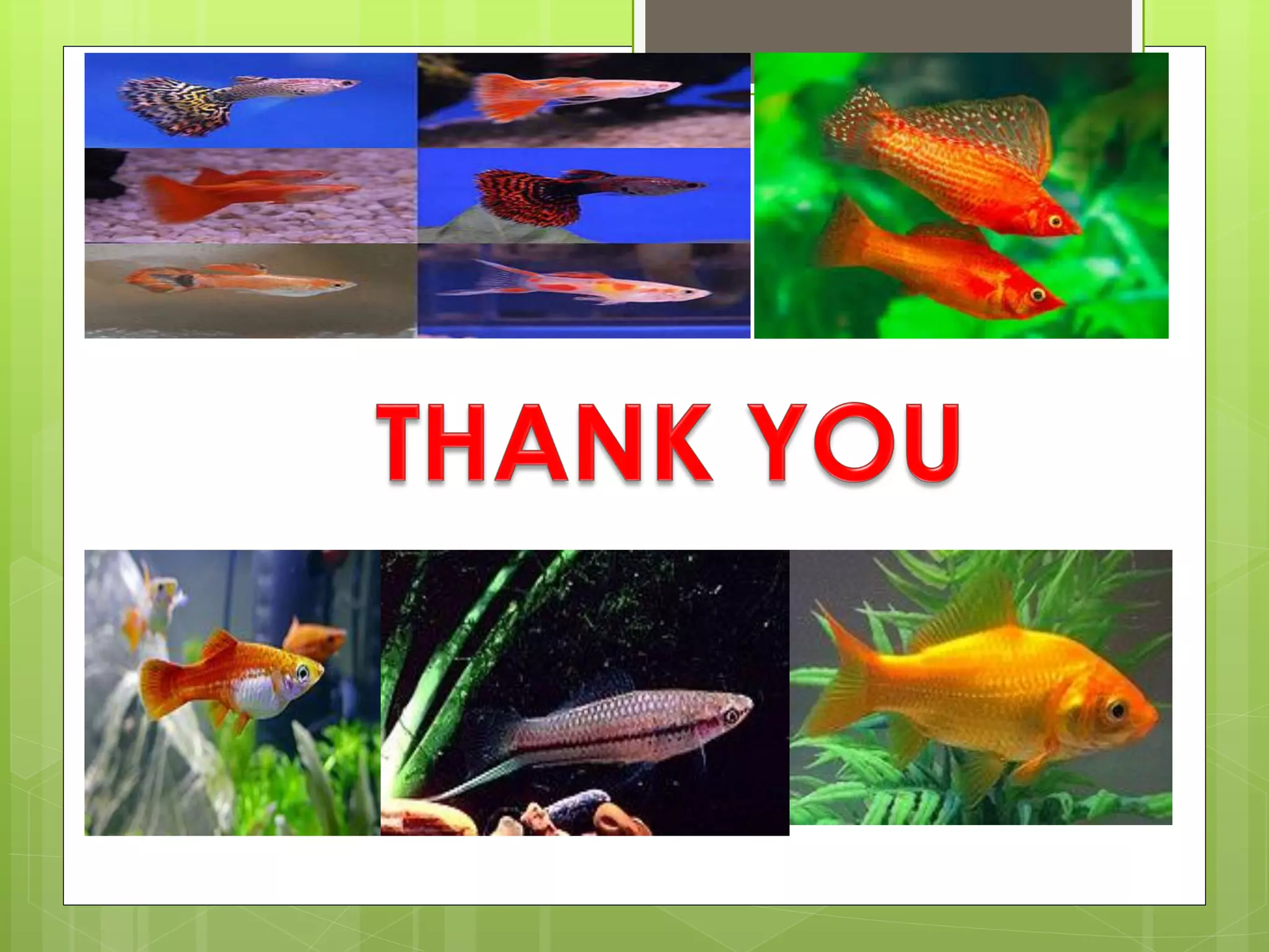 Biology of fish part 1 | PDF