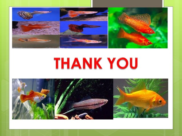 Biology of fish part 1 | PDF | Fish and Aquariums | Pets