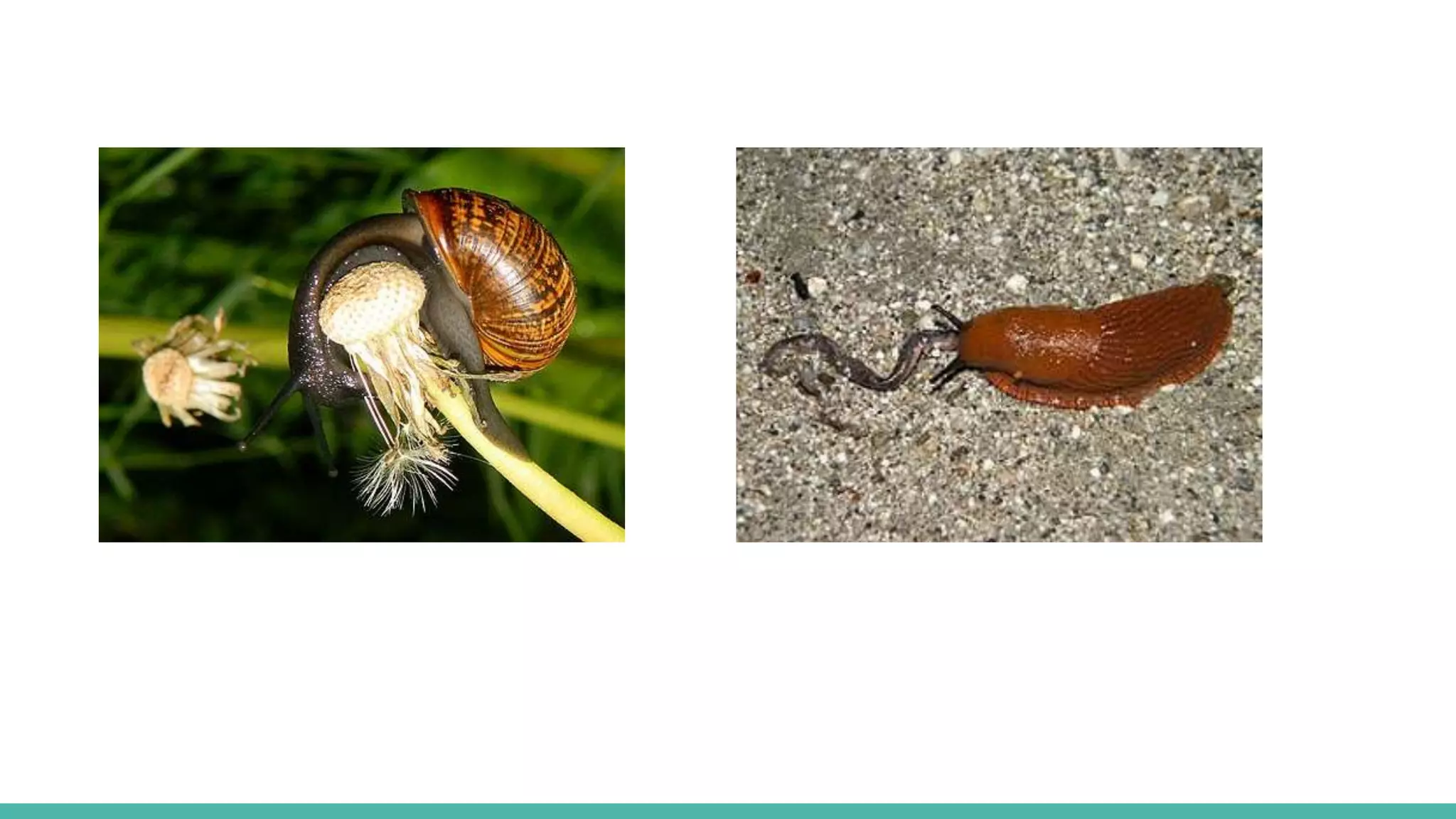 Biology of Gastropods -.pptx